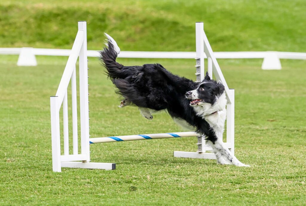 HITS Del Mar Calendar - HITS Horse Shows