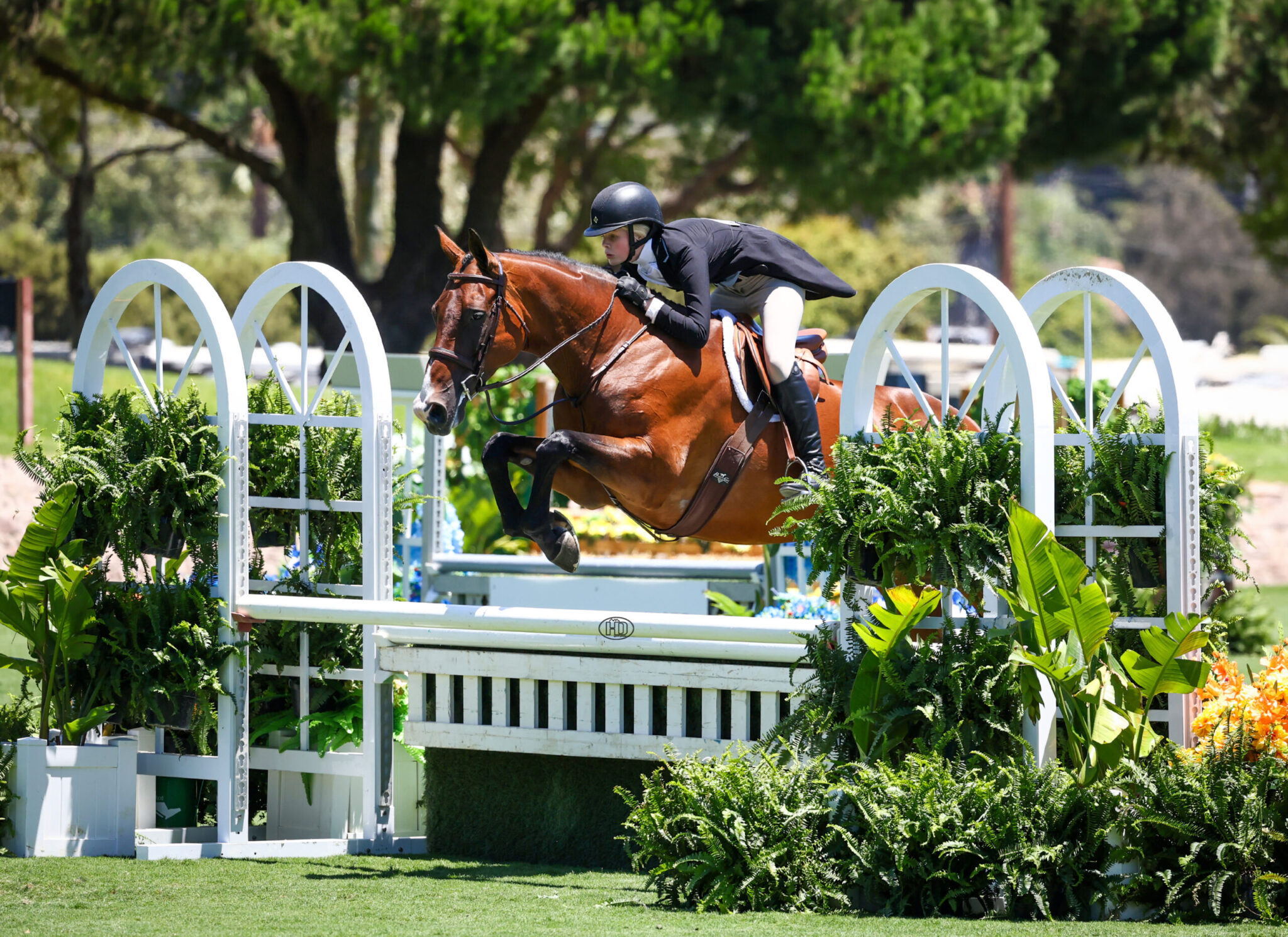 Adequan/USEF Junior Hunter National Championship - West Coast - HITS ...